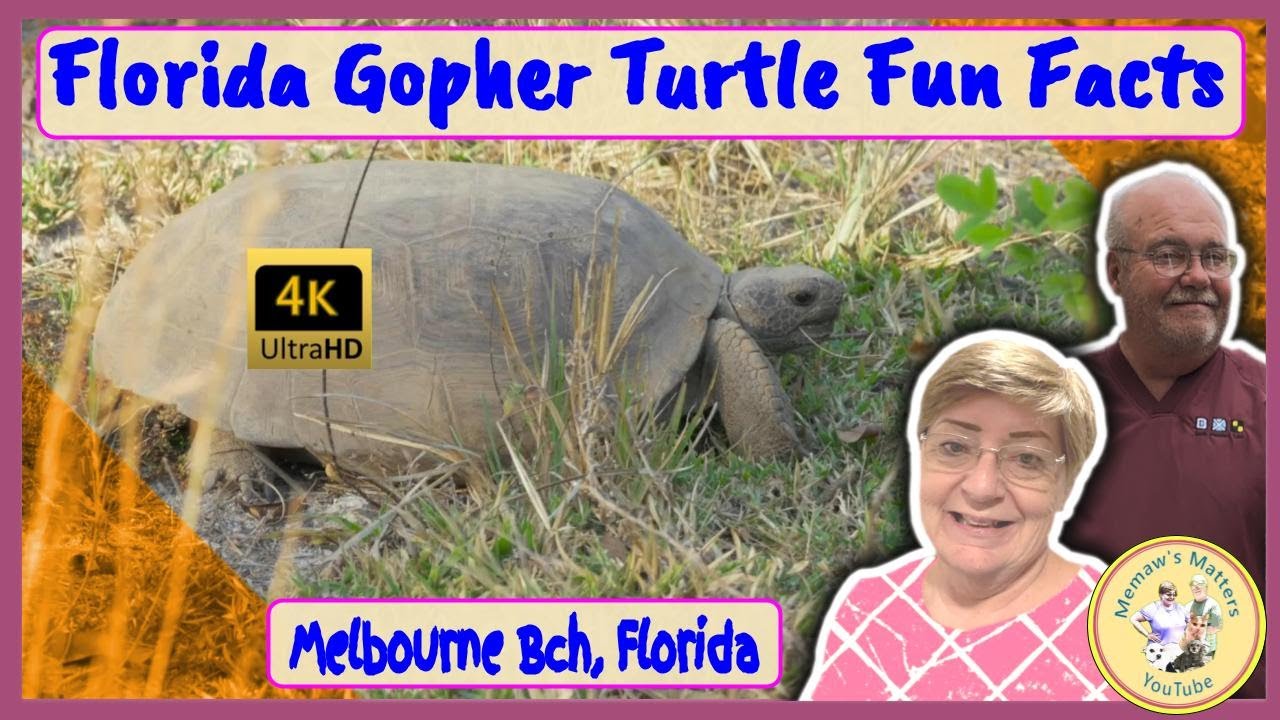 Florida Gopher Turtle Fun Facts - YouTube