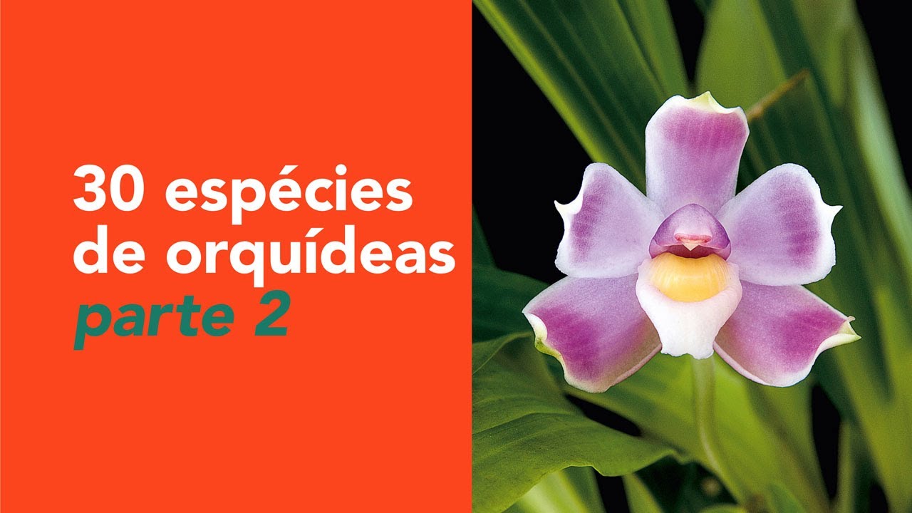 30 Espécies de Orquídeas - Parte 2: Descubra Raridades como Cattleya ...