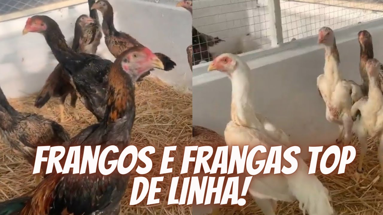 Frangos e frangas, esses são top, confiram. - YouTube