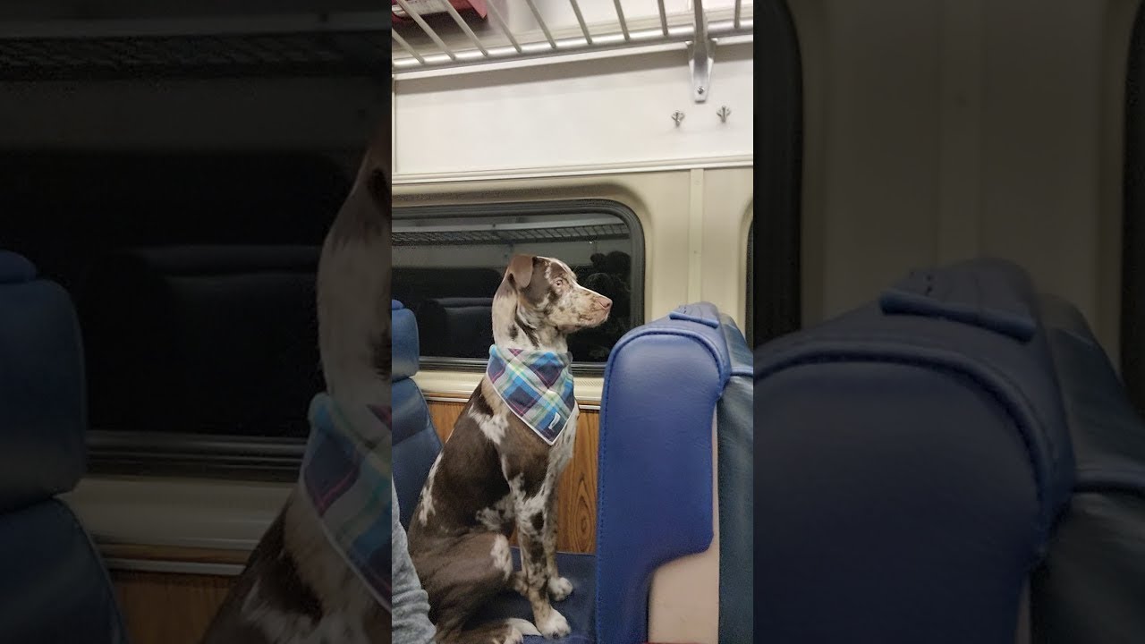 Dog Riding the Train Like a Human || ViralHog - YouTube