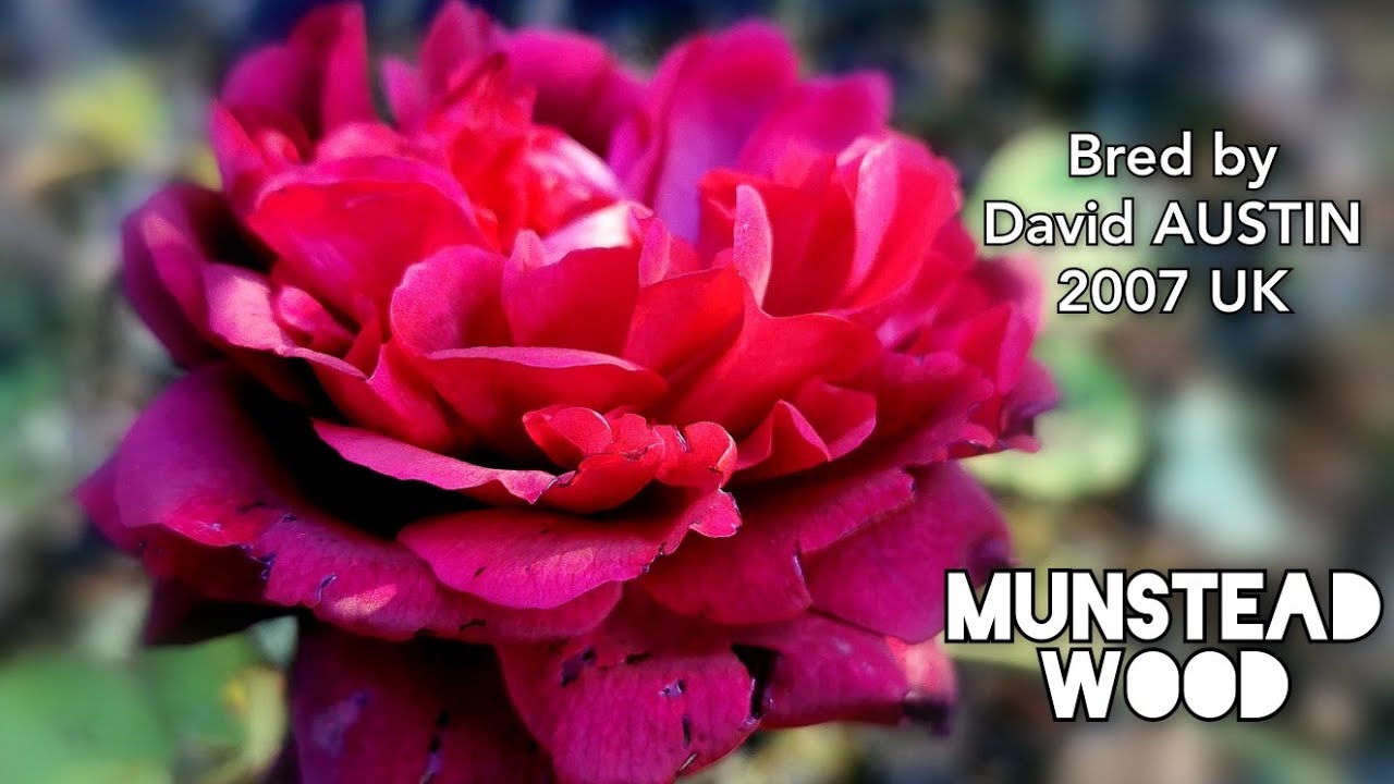 MUNSTEAD WOOD ROSE plant by David AUSTIN 2007 UK バラ マンステッドウッド - YouTube