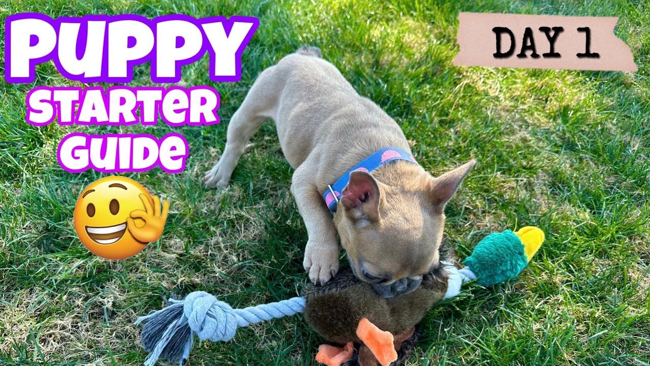 First Days With New Puppy 🐶 Everything You Need To Know… - YouTube