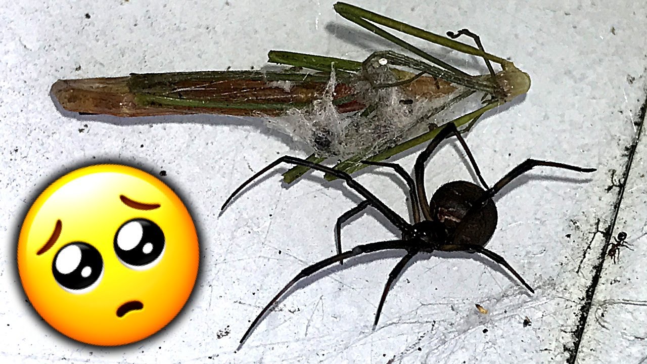 Redback Spider Roundup Trap Inspections Summer Solstice Mega Fires ...