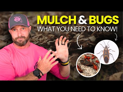 Is Mulch Safe To Use What About Insects
