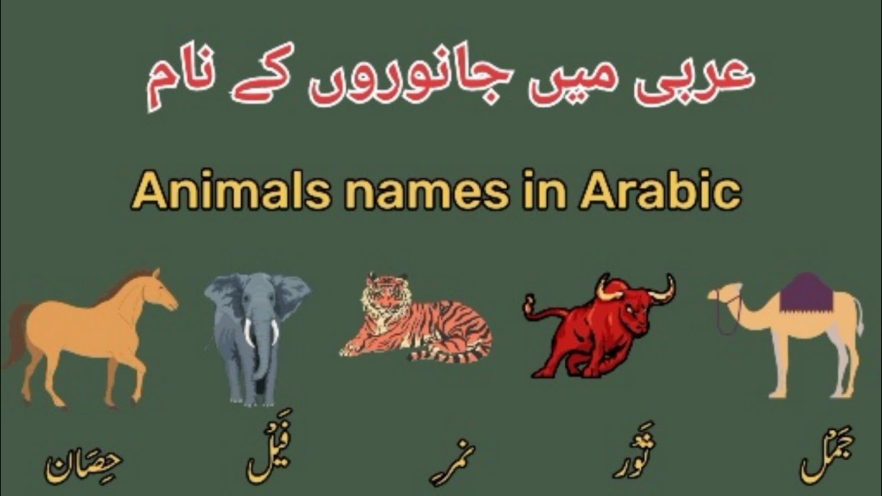Animals names in Arabic | arabic Mai janwaro k naam English Urdu mai ...