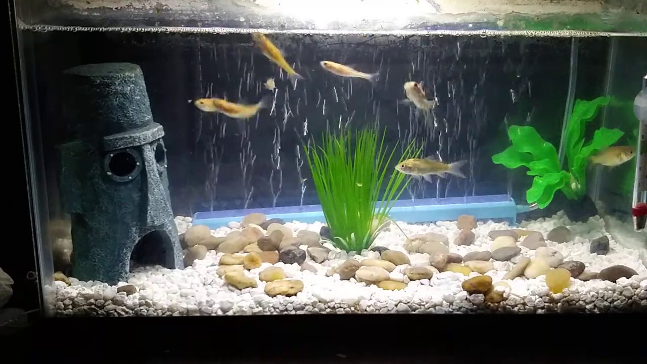 Live fish tank - YouTube