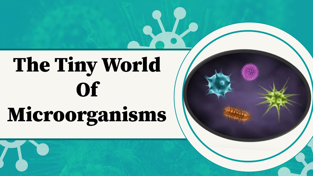 Tiny World of Microorganism - YouTube