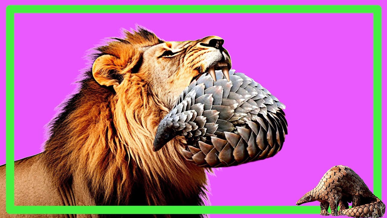 Unbelievable! Pangolin Outsmarts Lion's Jaws in Epic Battle # ...