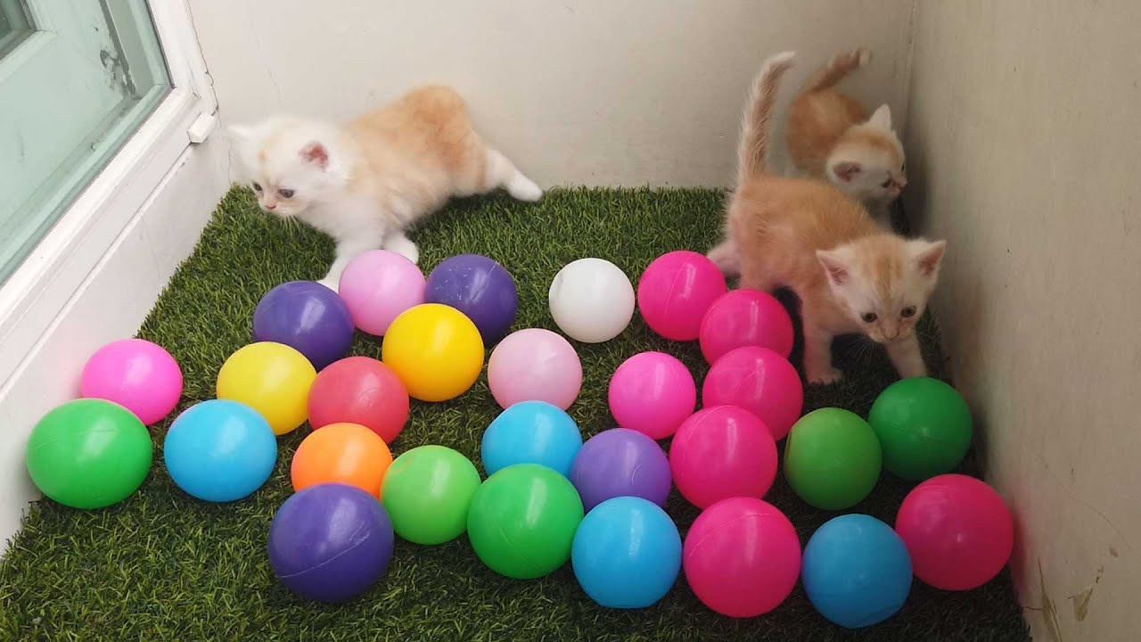 Three Cute Kittens With a Ball - YouTube