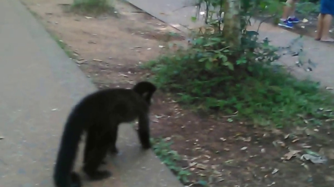 MONOS en Cataratas del Iguazú, Lado Argentino, Interactuando con la ...