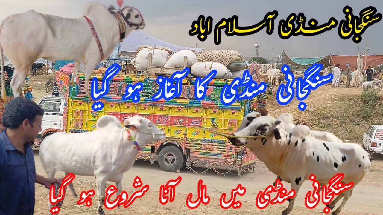 Sangjani mandi is start !! Latast update singjani mandi islamabad ...