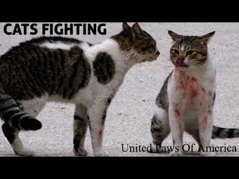 Angry Cats - Funniest Cats Fighting Scenes | Try Not To Laugh😂🤣