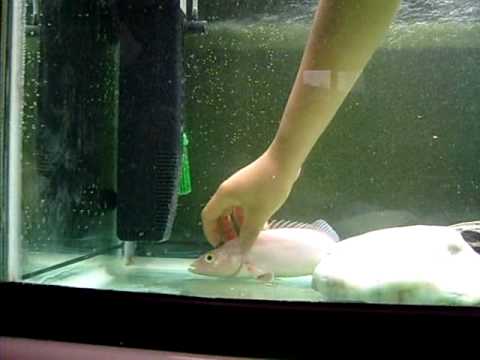 korean platinum perch - YouTube
