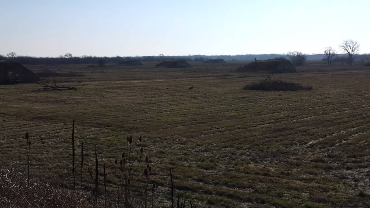 Coyote chasing deer at Midewin Tallgrass Prairie - YouTube