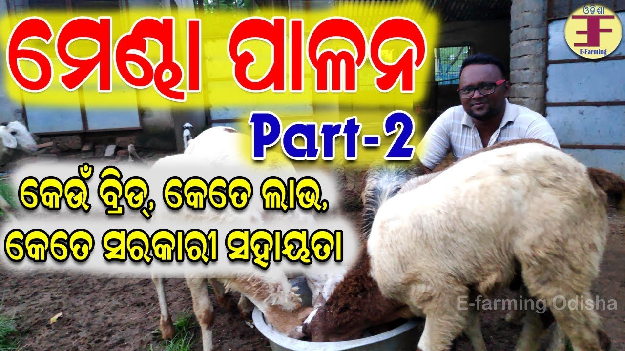 ମେଣ୍ଢା ପାଳନ (Part-2),ଦେଖନ୍ତୁ କେତେ ଟଙ୍କାର ସରକାରୀ ସହାୟତା ରହିଛି . Sheep ...