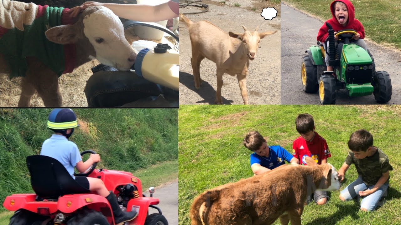 Farm animals, tractors for kids, baby farm animals, feeding baby goats ...