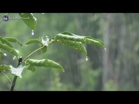 Som de Chuva para Dormir e Relaxar 🌧️ 8 HORAS de Chuva nos galhos das árvores para Dormir