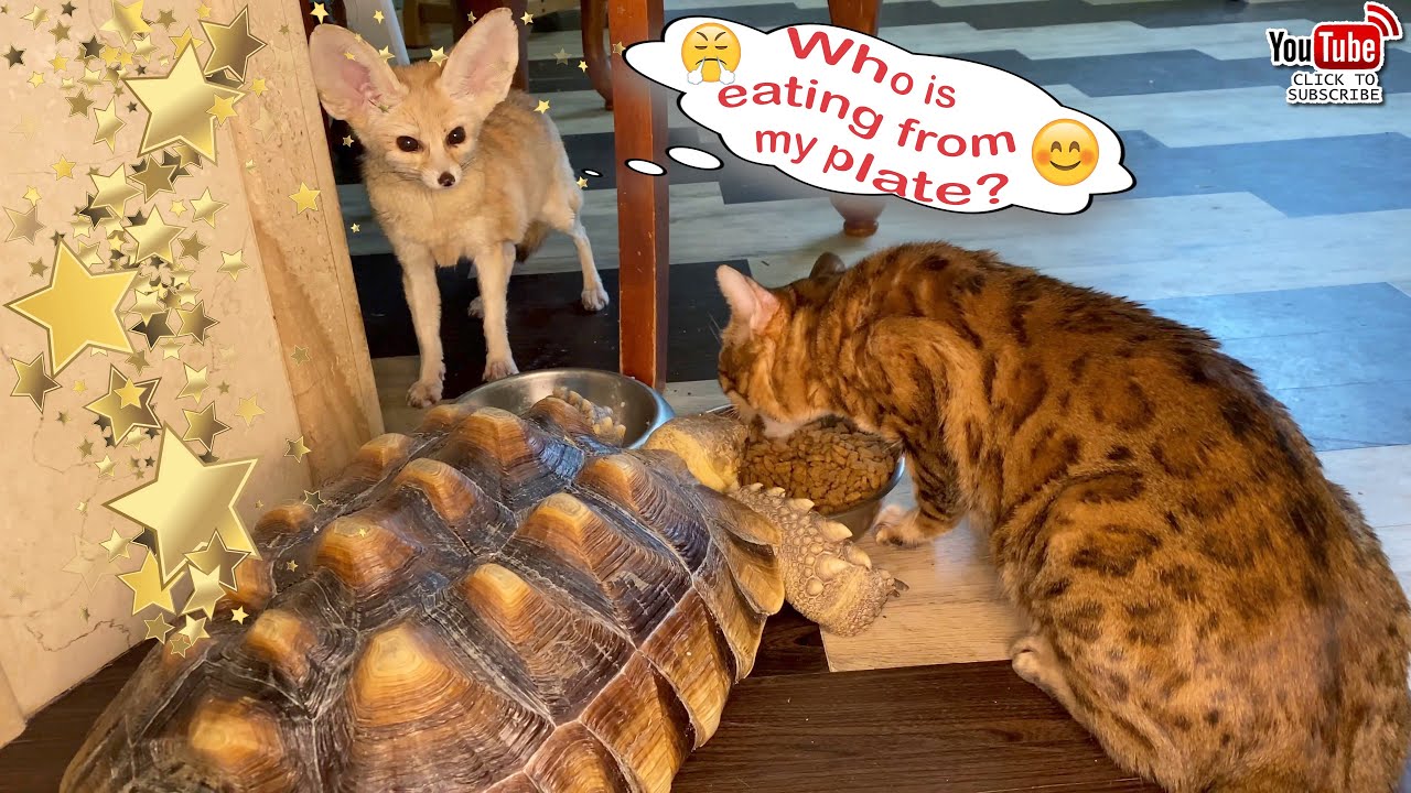 I am not at all greedy, I can even share food when we are already had ...