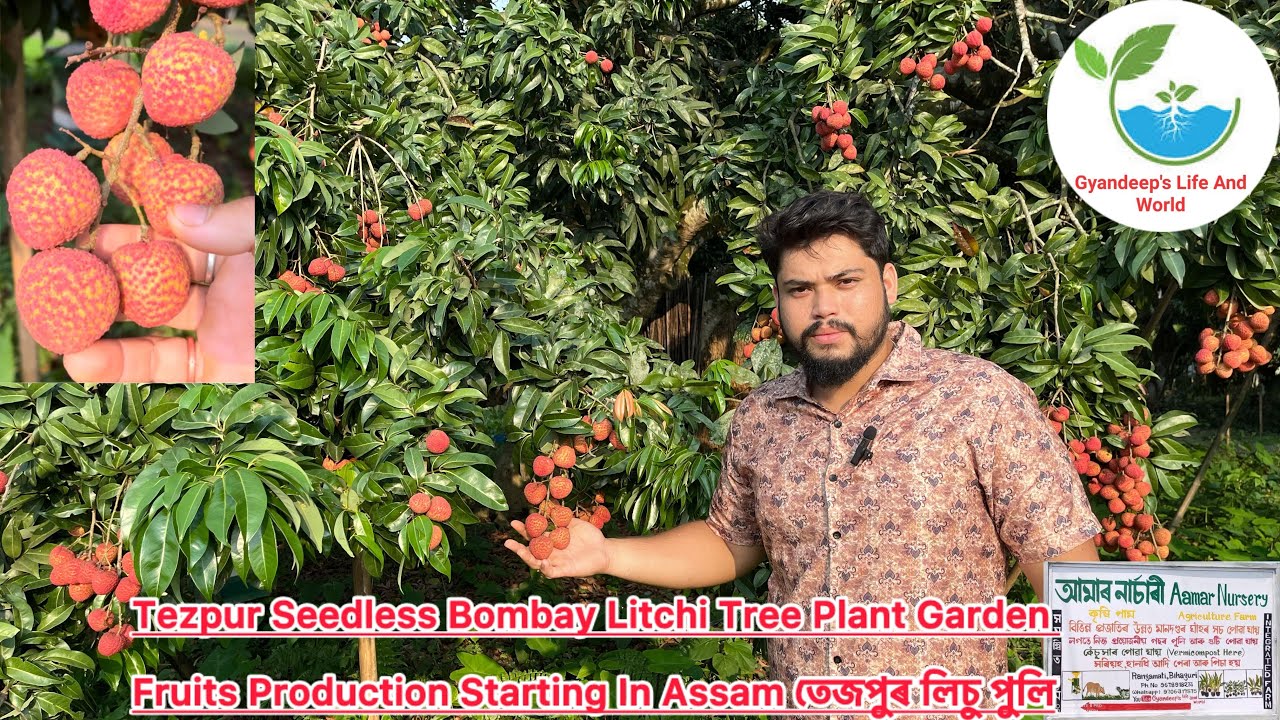 Tezpur Seedless Bombay Litchi Tree Plant Garden Fruits Production ...