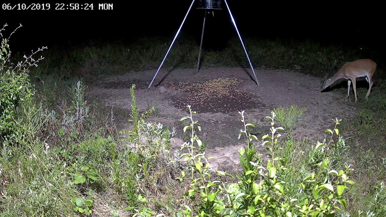 Deer On Camera 6-10-19 (Feeder 4) - YouTube