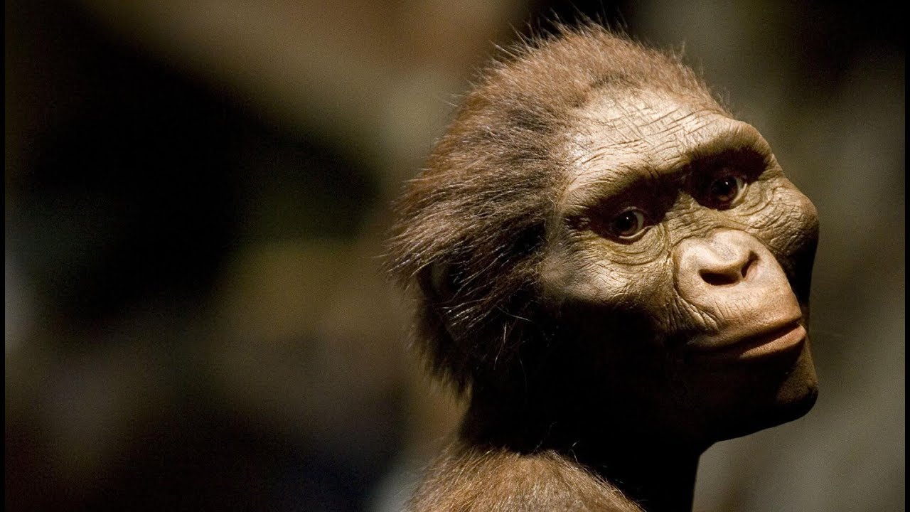 L'homme est-il un singe ? - YouTube