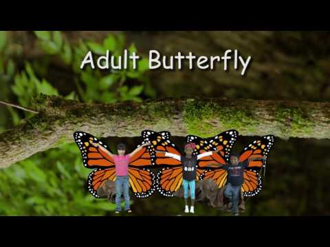 Butterfly Life Cycle by AASD Students