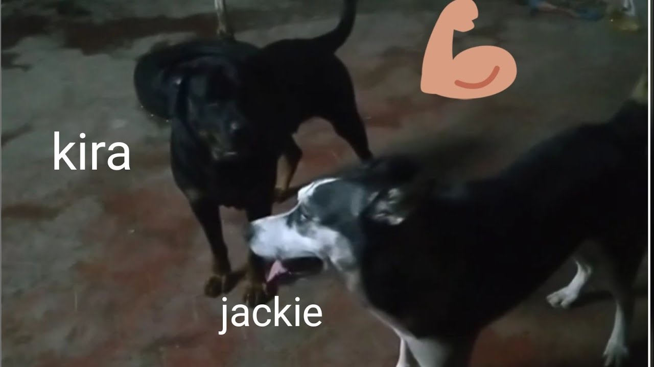 husky vs rottweiler - YouTube