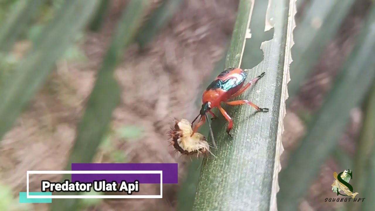 BEGINI CARA PREDATOR MEMANGSA ULAT DI PERKEBUNAN - YouTube