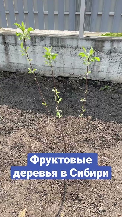 Абрикос царский, яблоко черный принц, шелковица сибирская #дача #сад # ...