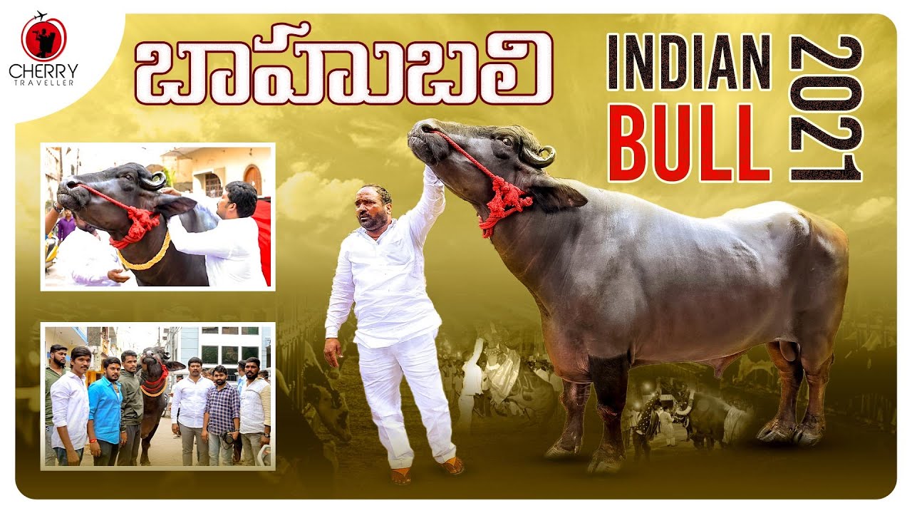 World’s Biggest Bahubali Bull | Laddu Yadav Sadar 2021 | Sadar Festival ...
