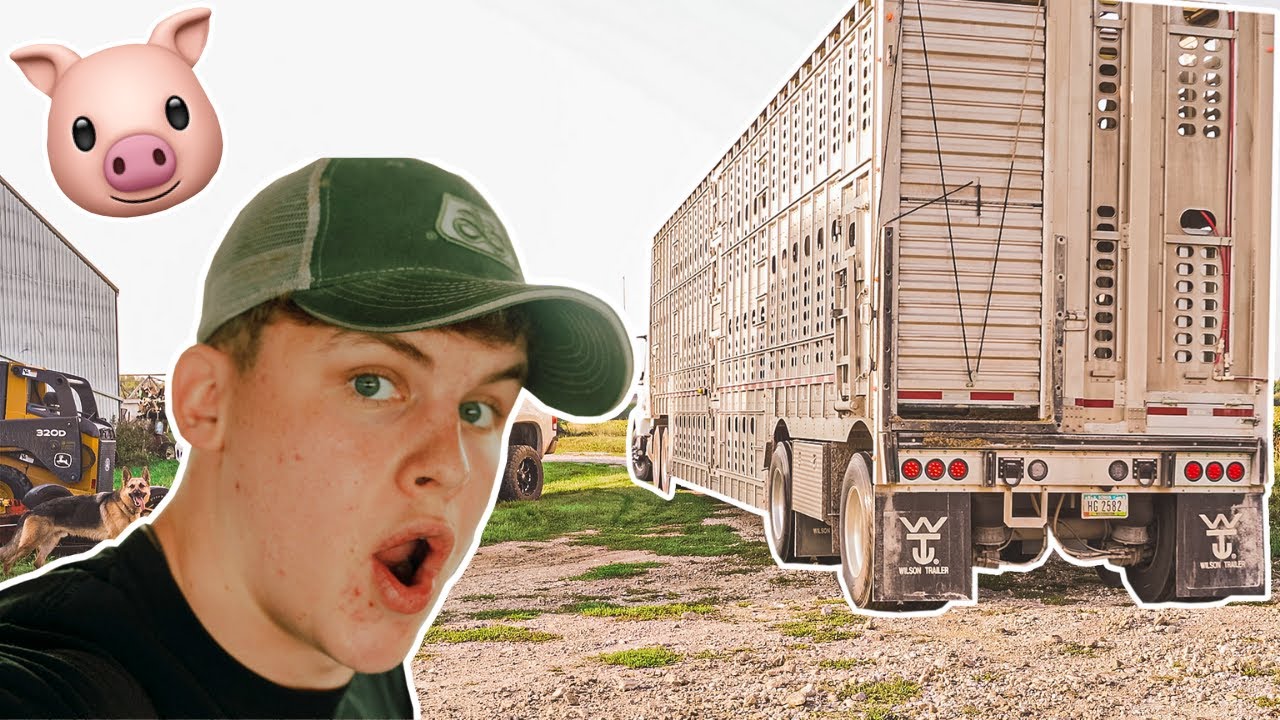 Loading Out PIGS.. - YouTube