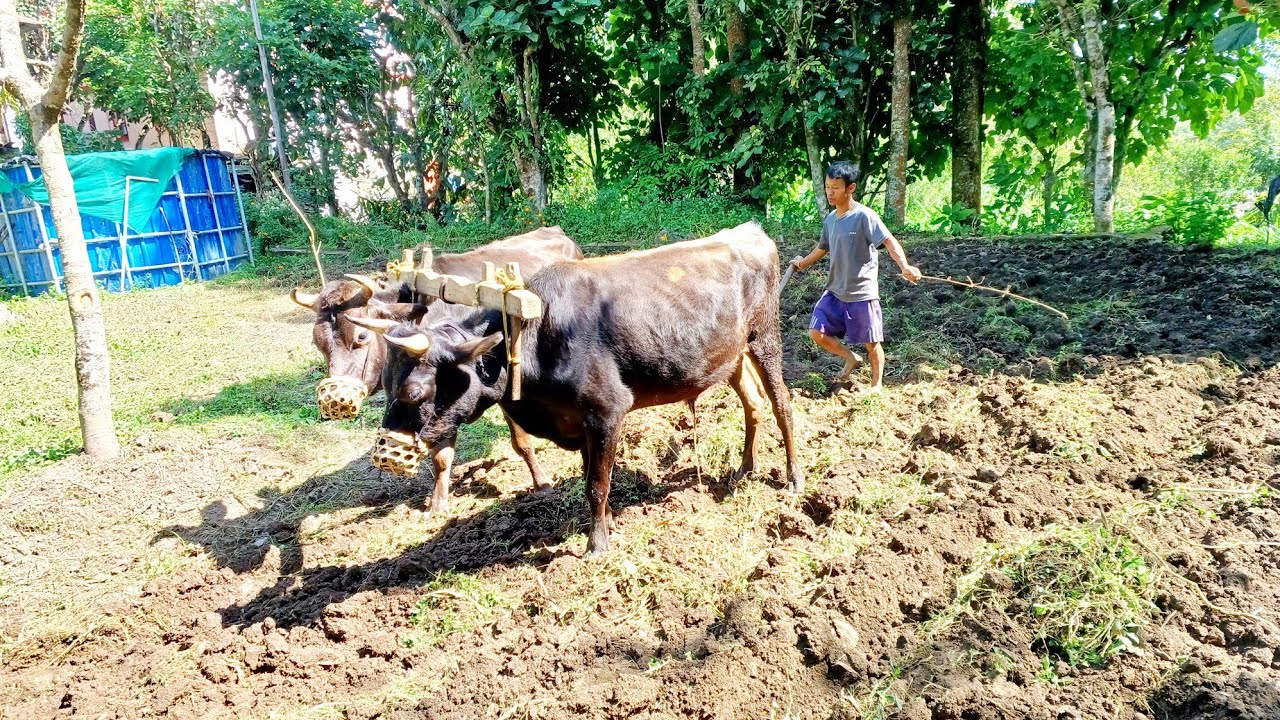 Amazing village life - YouTube