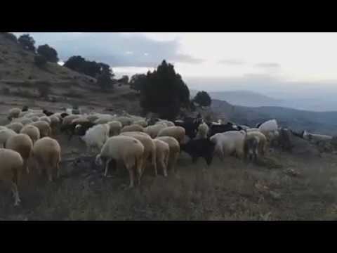 ÇAN TAKILDIMI BÖYLE TAKILIR..BÖYLE ÇAN SESİ DUYULMADI..