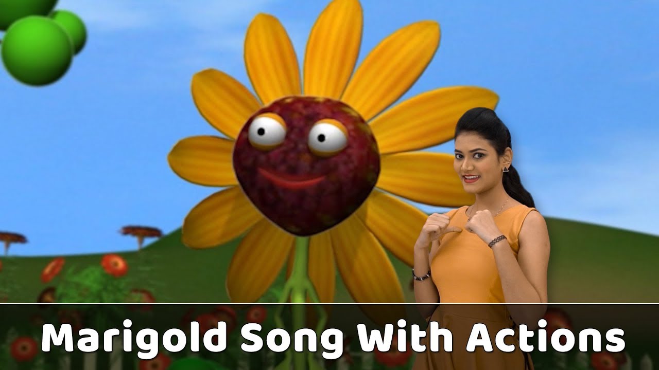 Marigold Flower Song With Actions | Flower Rhymes For Babies | Learn ...