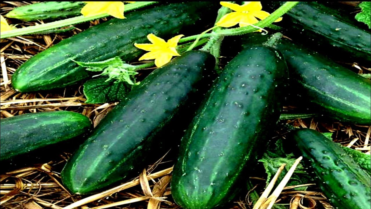 Pepino, como plantar pepino - YouTube