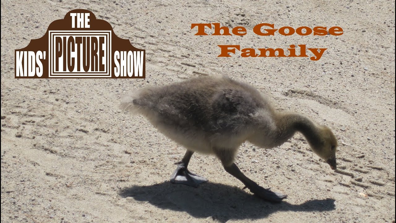 The Goose Family: How Many? - The Kids' Picture Show (Fun & Educational ...