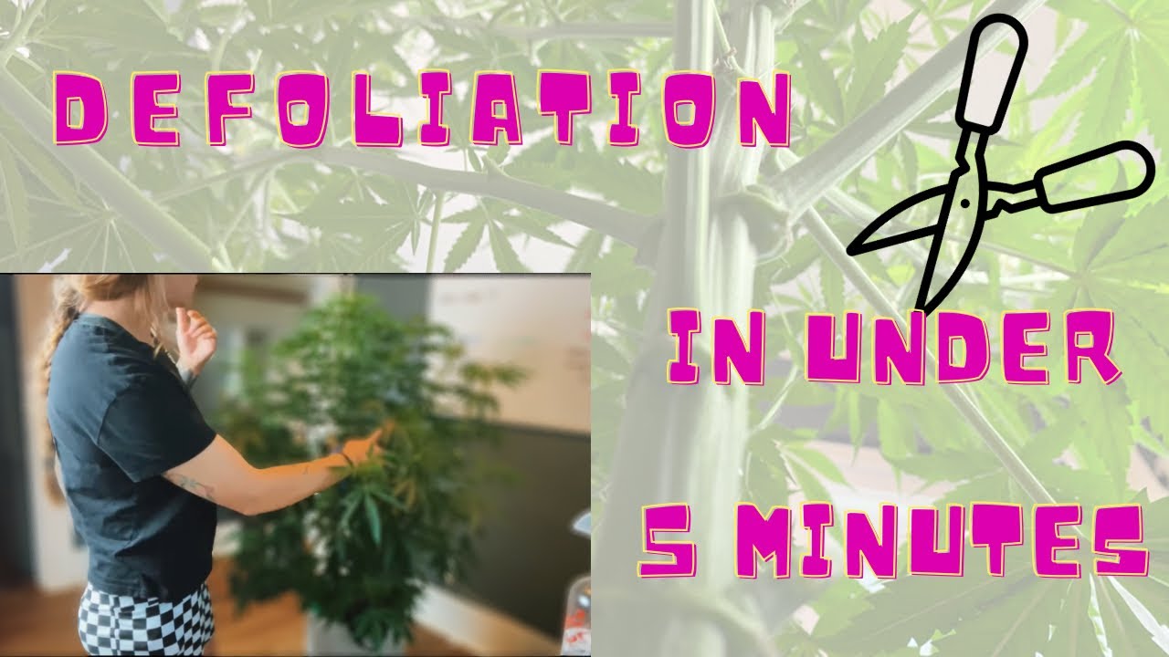 How to Defoliate - YouTube