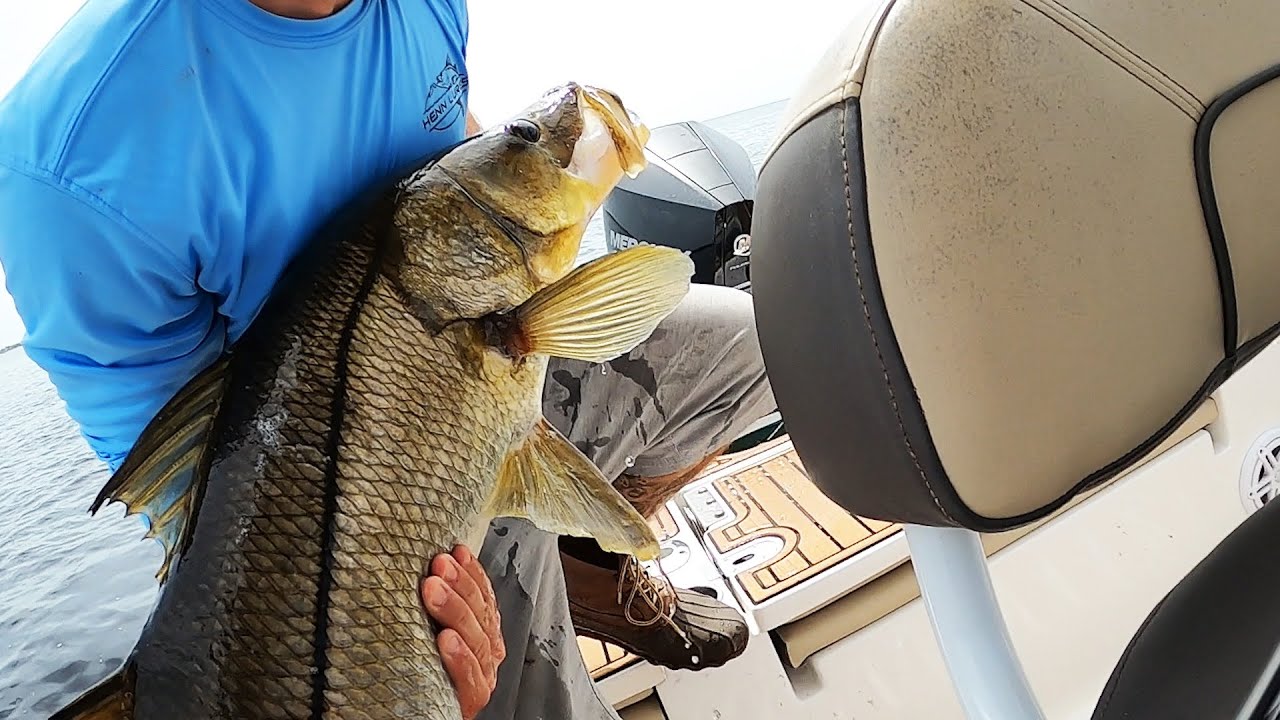 (GIANTS) 40" Club? | CATCHING HUGE SNOOK on Big Live Baits in Tannic ...