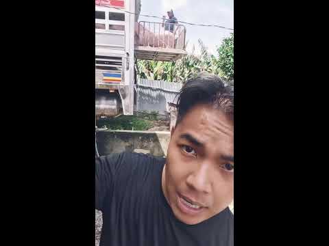 @GiáHeoChợLợn 🔴 Theo anh lái đi Cân Heo ở Đồng Nai @cholonhanam
