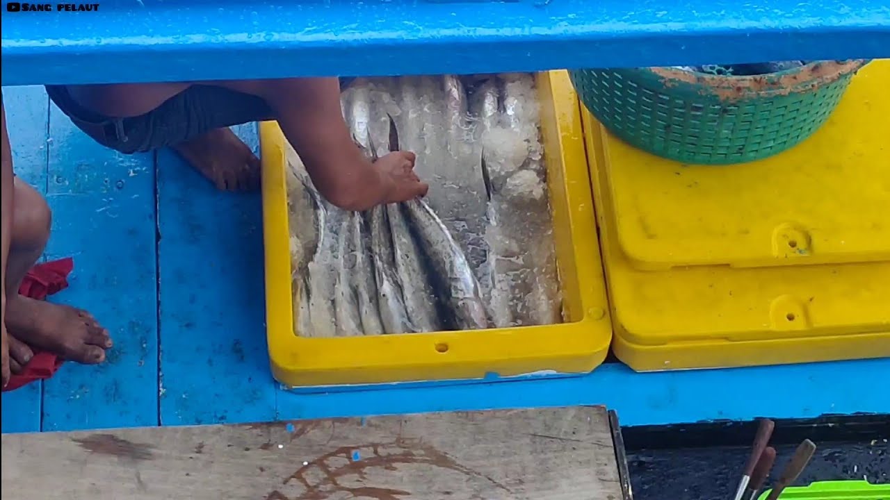 ikan tenggiri dan ikan parang hasil tangkapan boat jaringan - YouTube
