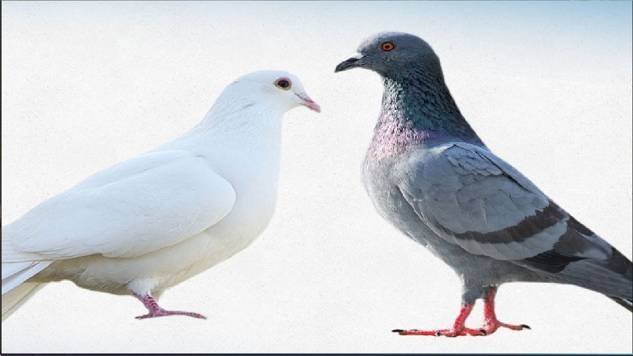 Molecular Taxonomy Phylogenetic Analysis of Dove and Pigeon Species ...