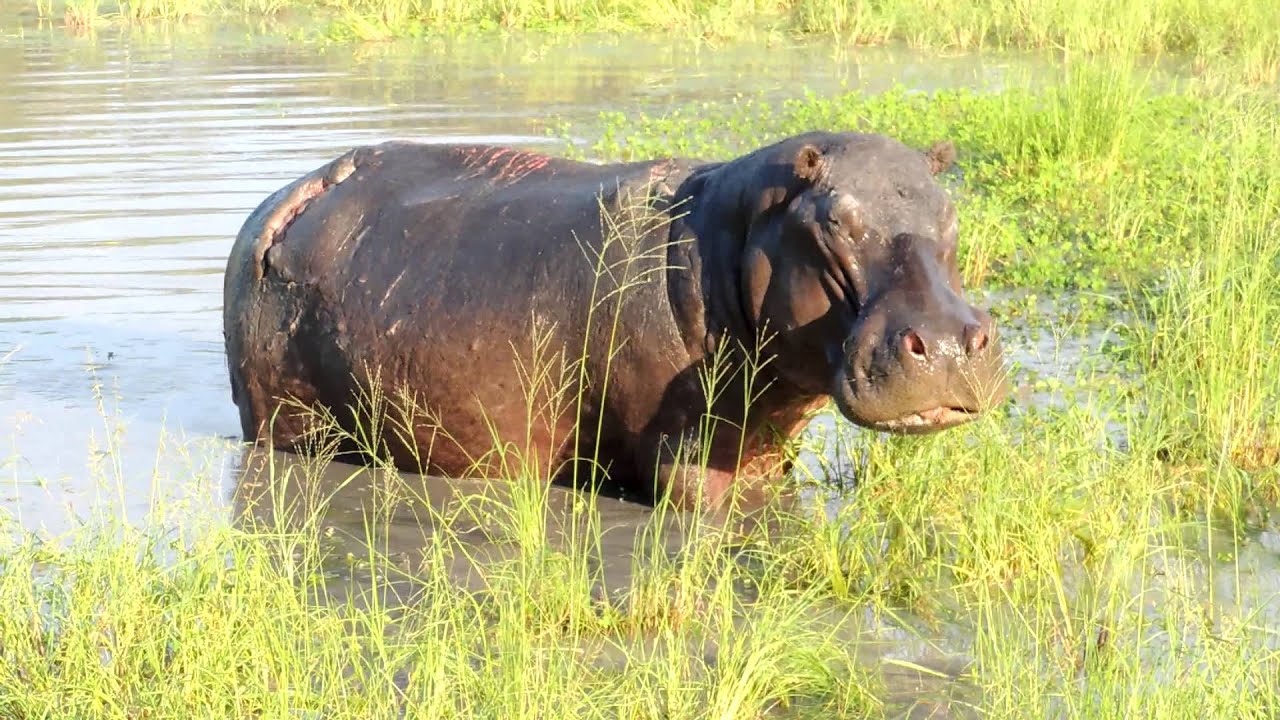Hippo Attack - YouTube