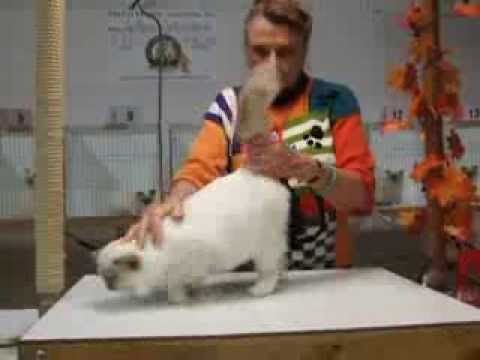 National Birman Fanciers Cat show Oct. 20 2013 Jan Rogers judging Lilac ...