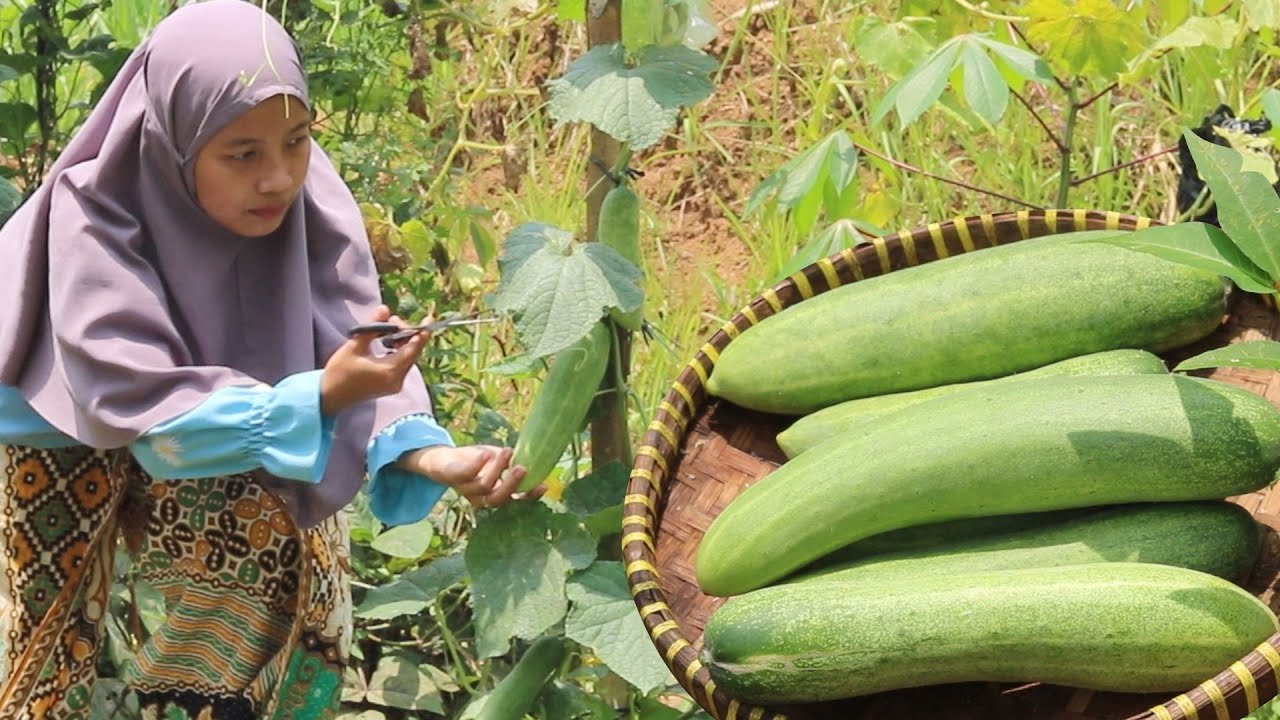 Pecel Timun, Daun Singkong, Kecambah dan Labu Siam | Indahnya Hidup Di ...