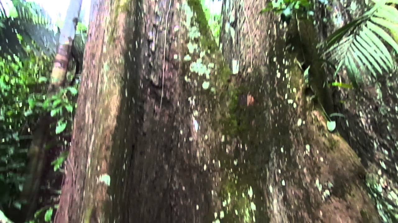 Árvores de Tauari - YouTube