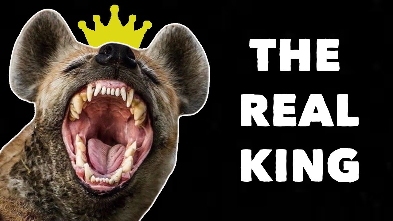 Top 7 Most Underrated Animals - YouTube