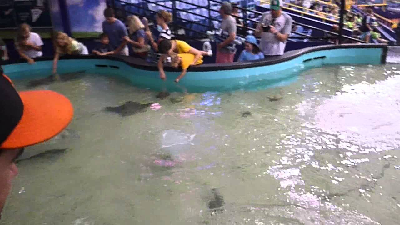 Rays tank at Tropicana Field - YouTube