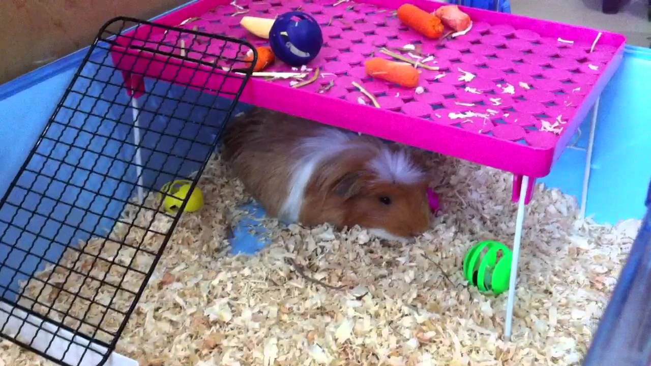 Guinea pig falling asleep - YouTube