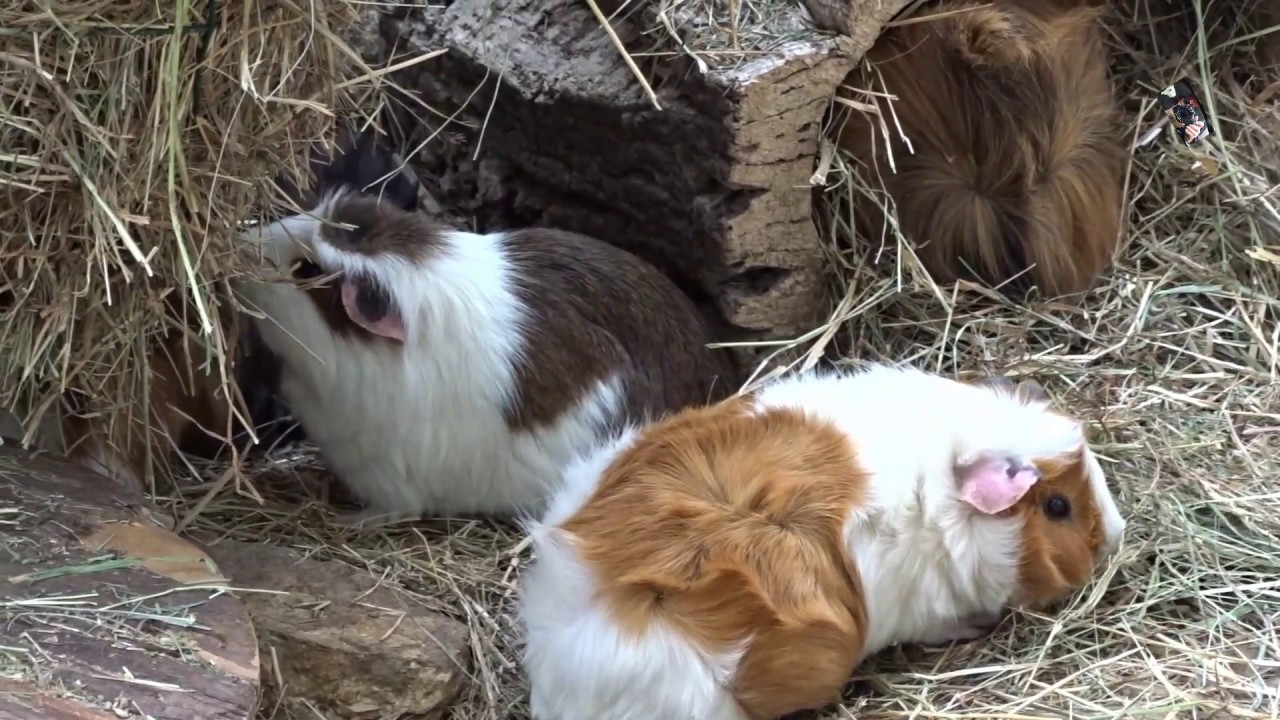 Le Cochon d'Inde ou Cobaye est un rongeur d'Amérique Latine - Safari de ...