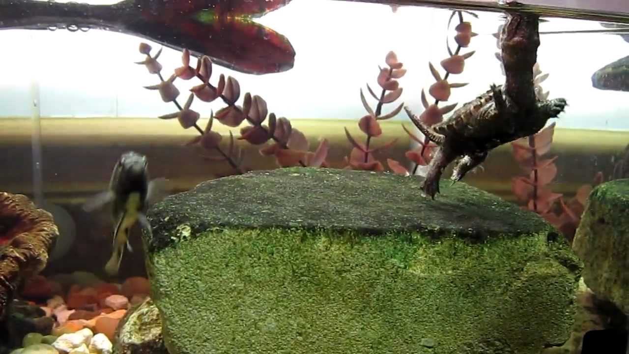 Auratus Eating the Shedding Skin Off of Common Snapping Turtle - YouTube